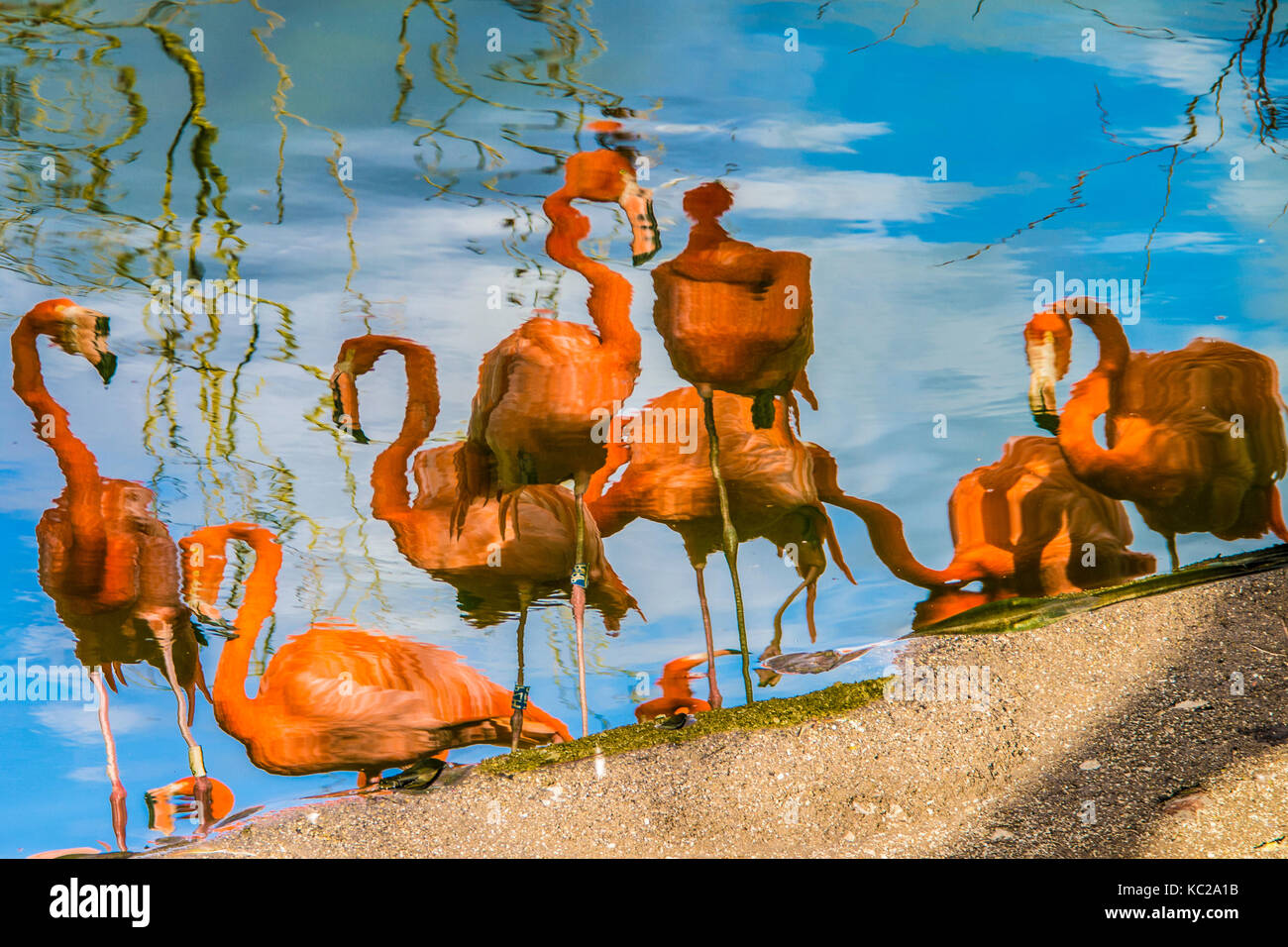 Impressionist reflections of Flamingos on a lake Stock Photo - Alamy