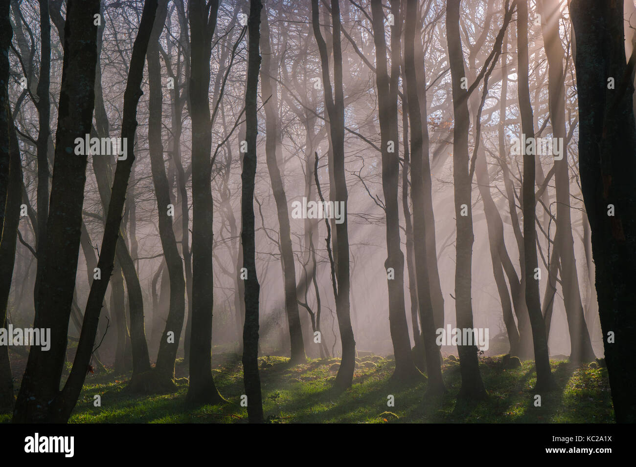 Forest in mist Stock Photo - Alamy