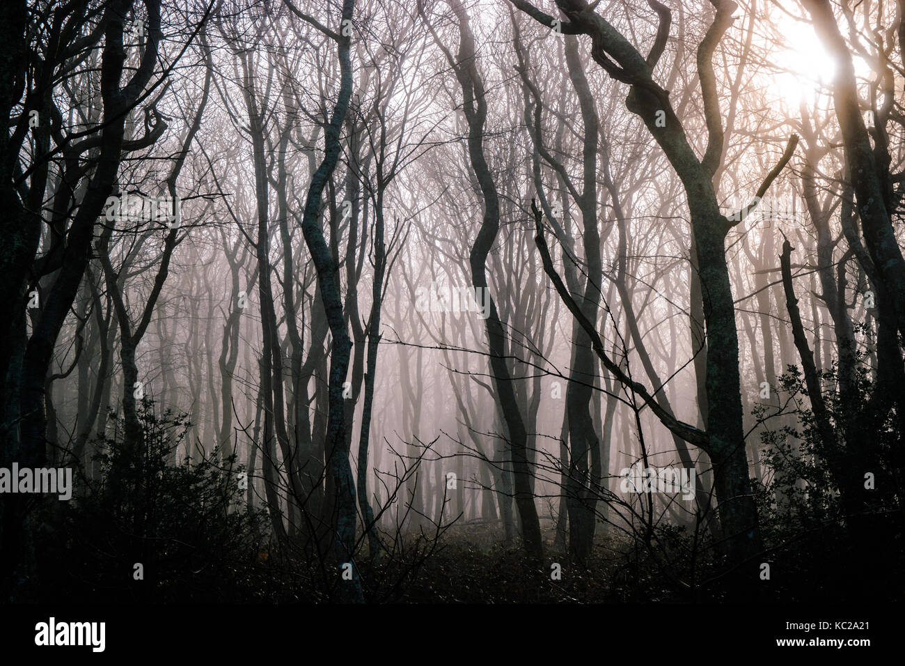 Forest in mist Stock Photo - Alamy