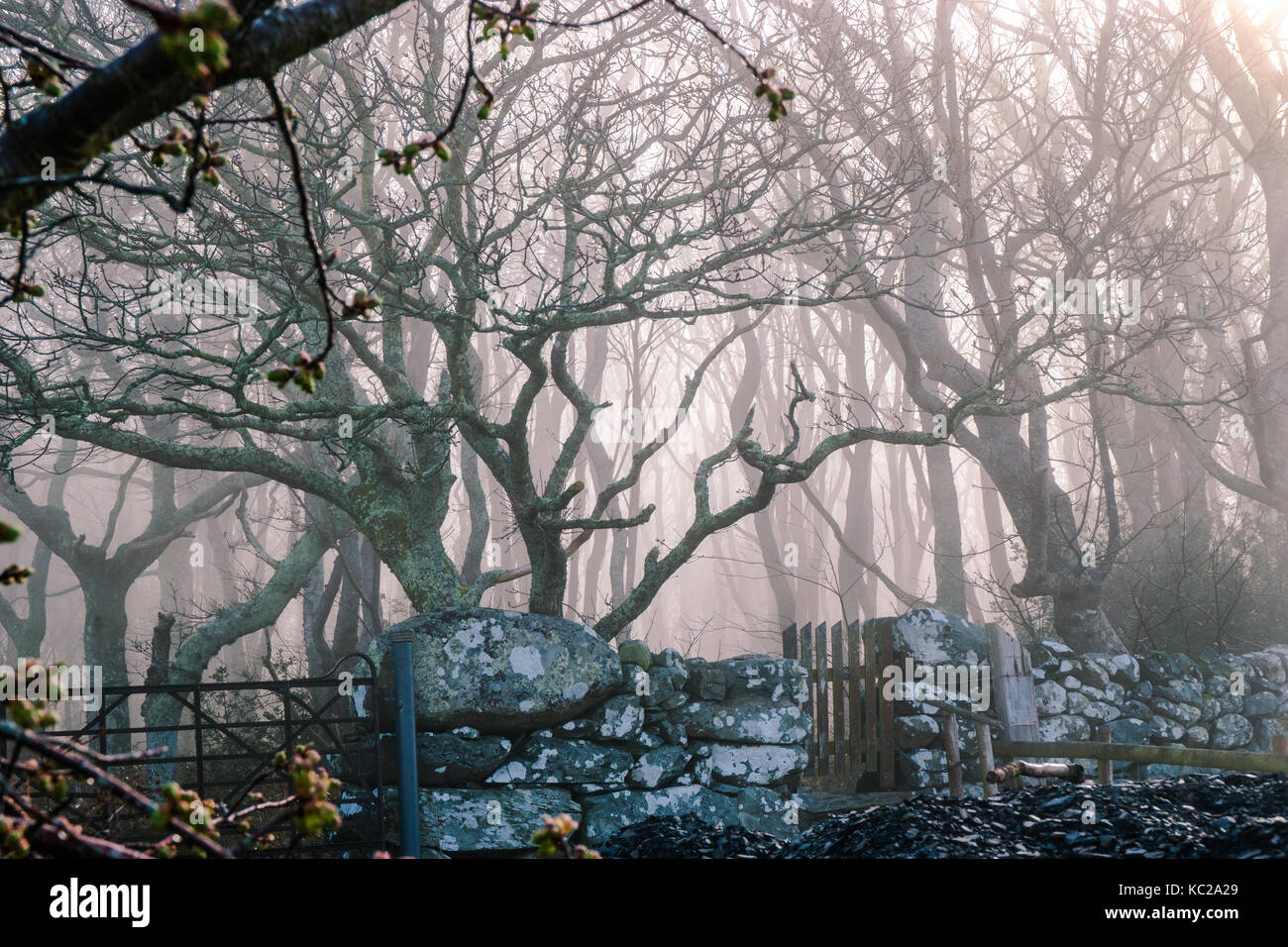 Forest in mist Stock Photo - Alamy