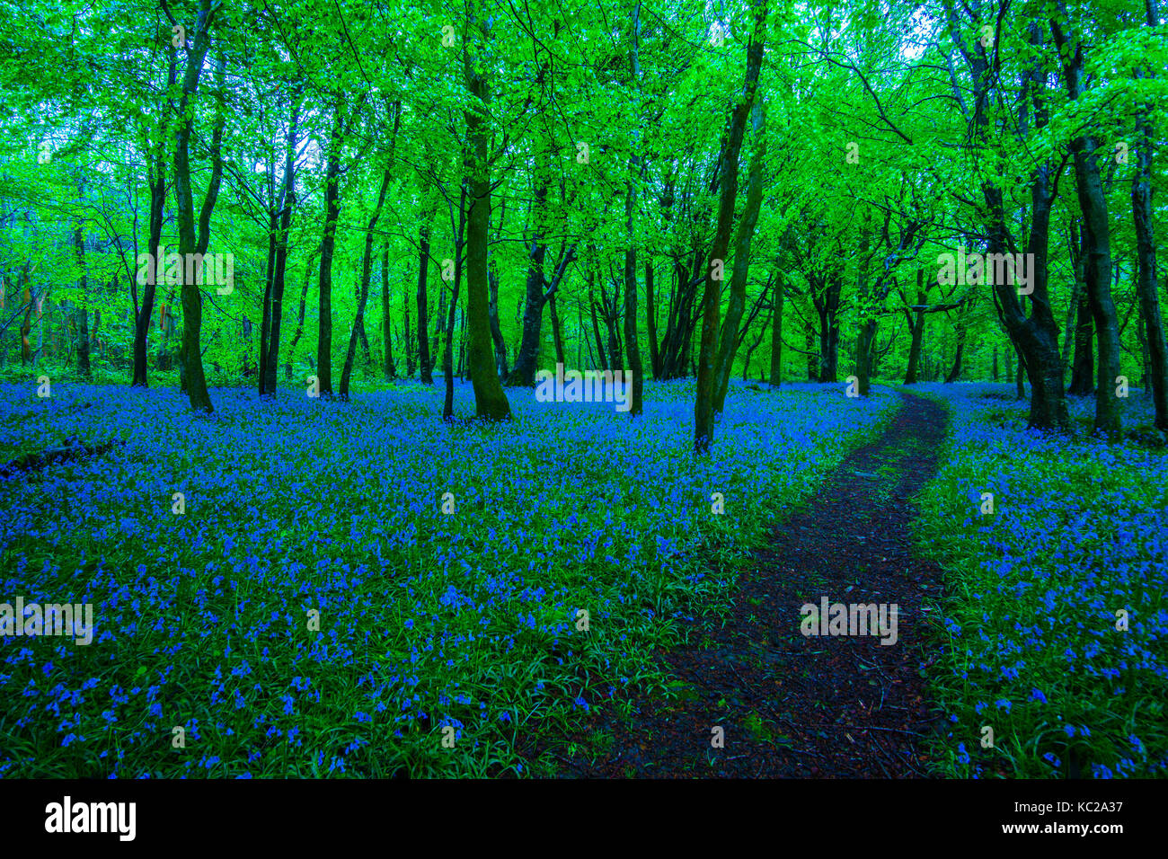 Bluebell covered ground in a forest Stock Photo - Alamy