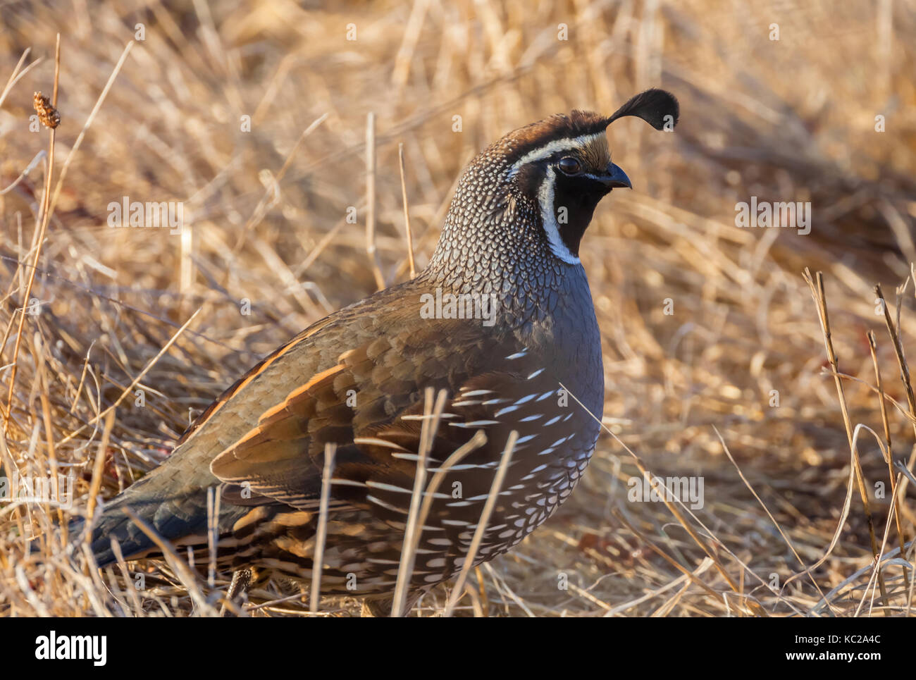 A California quail (Callipepla californica) hides among the dried grass ...