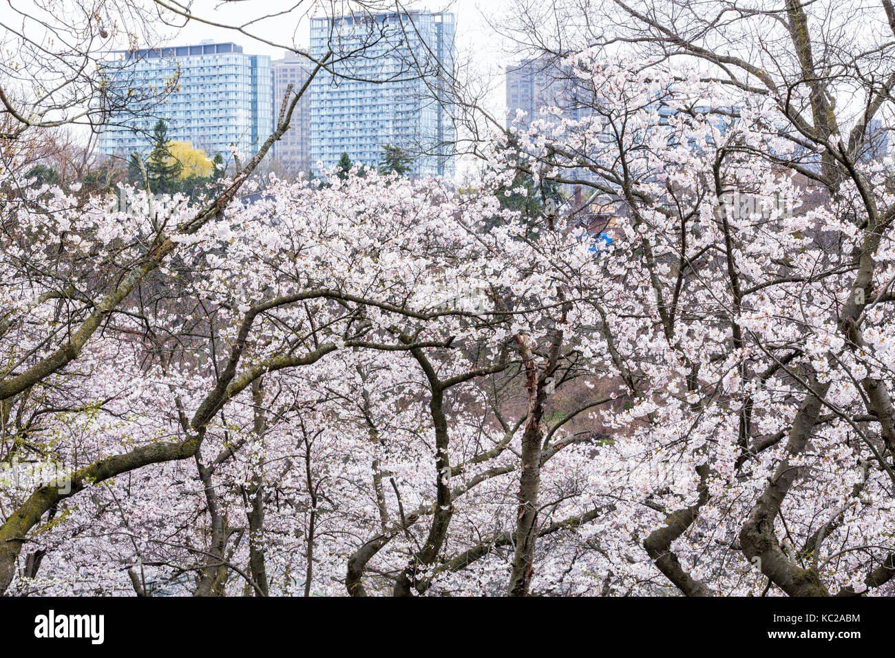 Cherry blossoms in High Park, Toronto, Ontario Stock Photo - Alamy