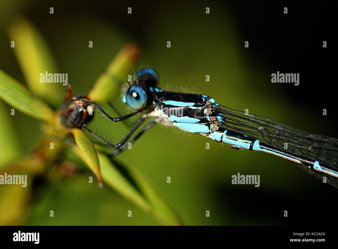 Insect photogaphy hi-res stock photography and images - Alamy