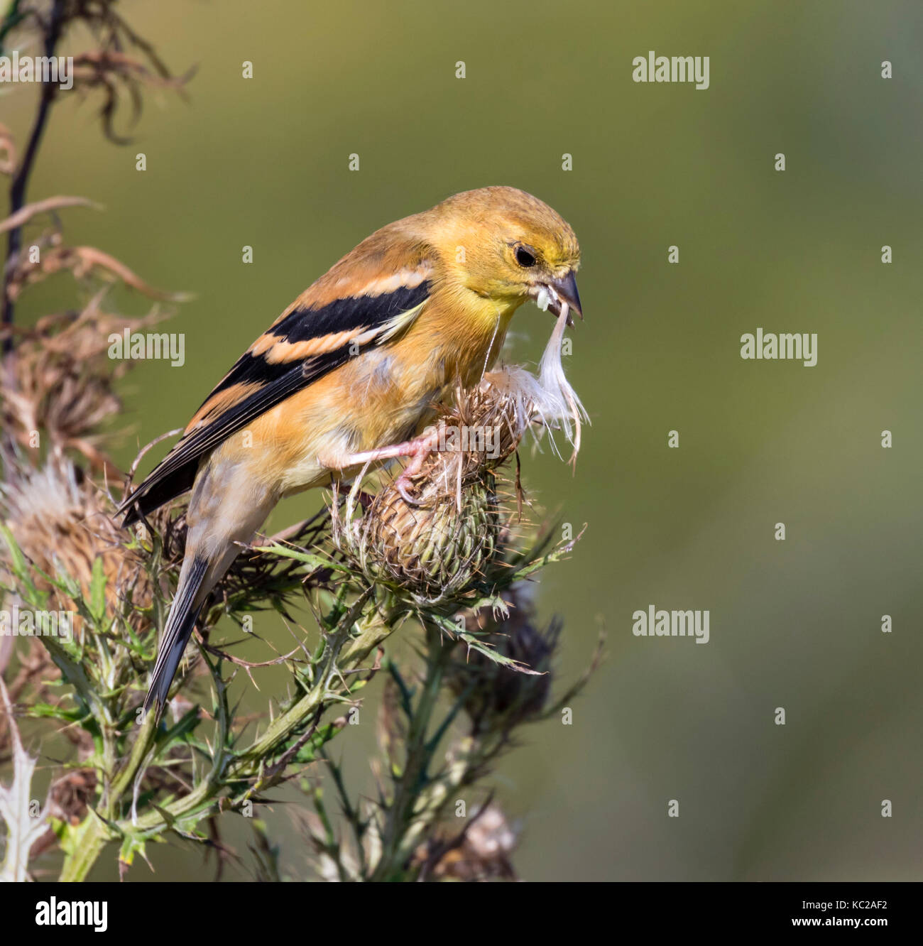 American goldfinch (Spinus tristis) female eating thistle seeds at a ...