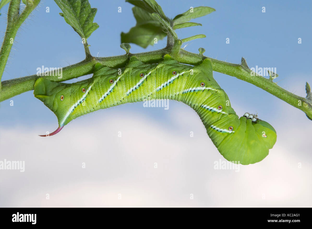 Tobacco Hornworm Moth or Carolina Sphinx Moth (Manduca sexta Stock ...