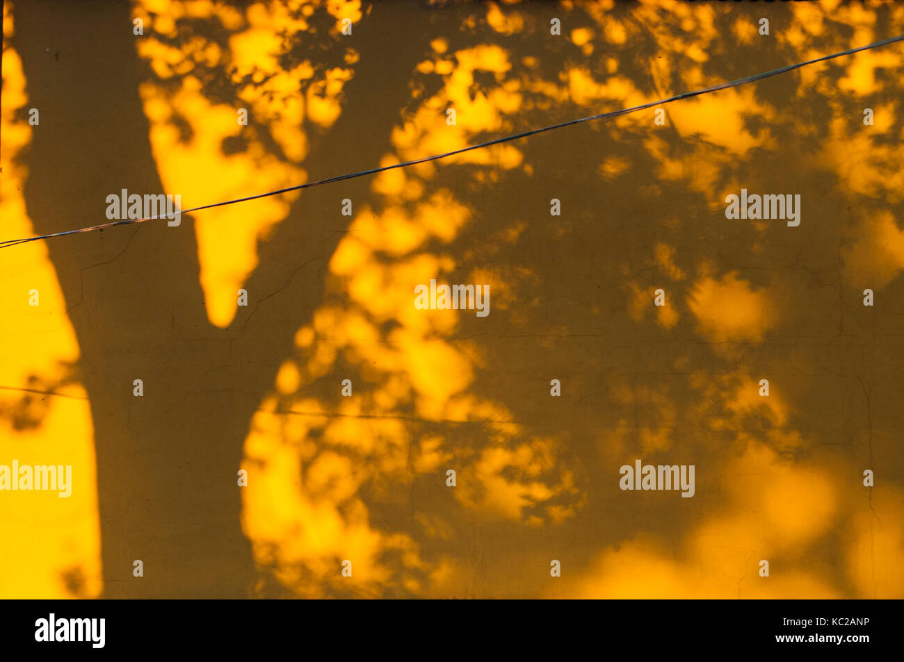 Shadow of an oak tree on yellow wall Stock Photo - Alamy