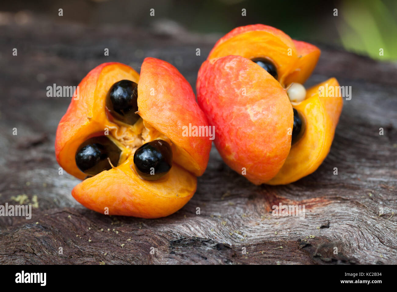 Rainforest Fruits