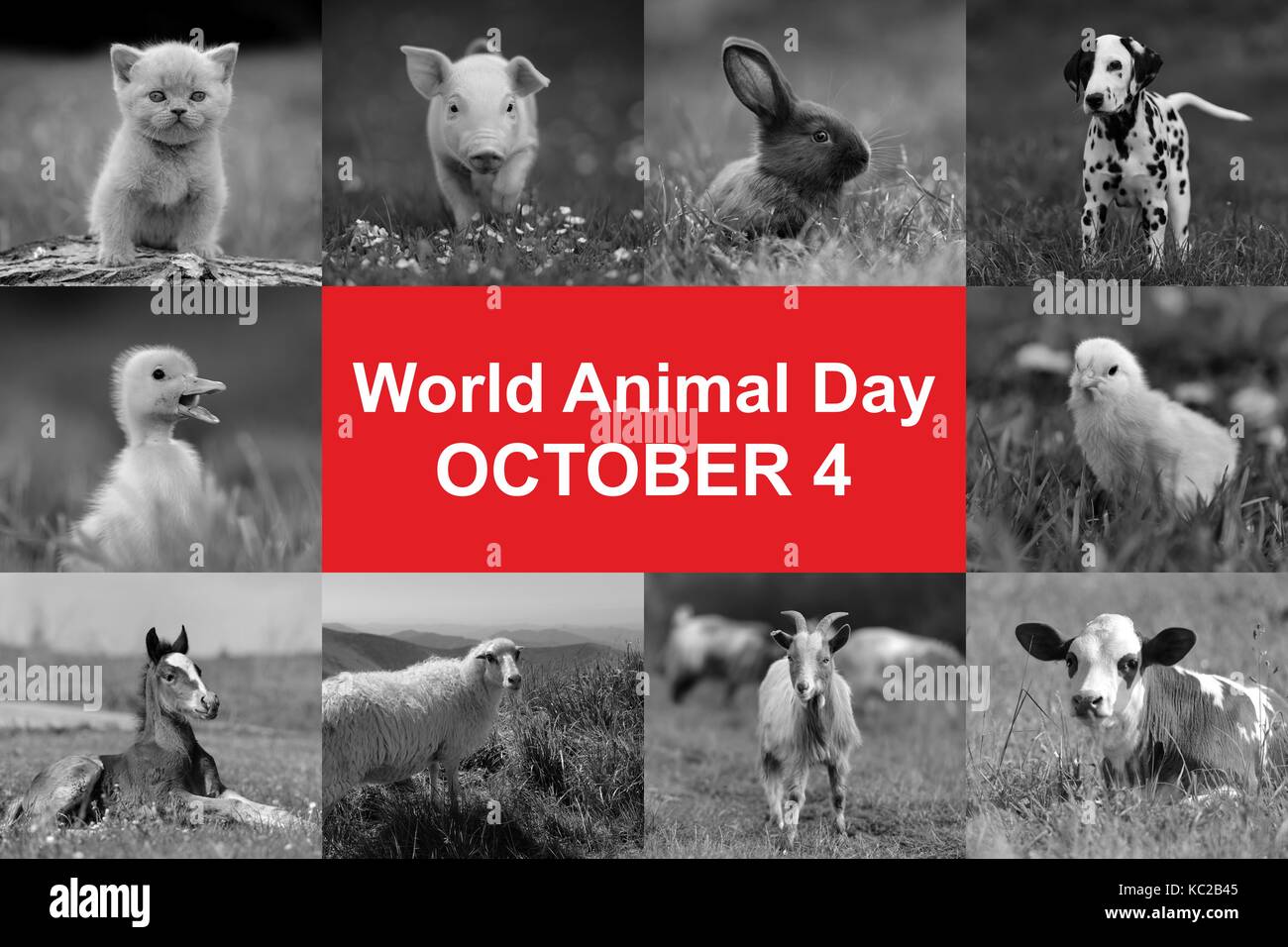4th October. World animal day Stock Photo - Alamy