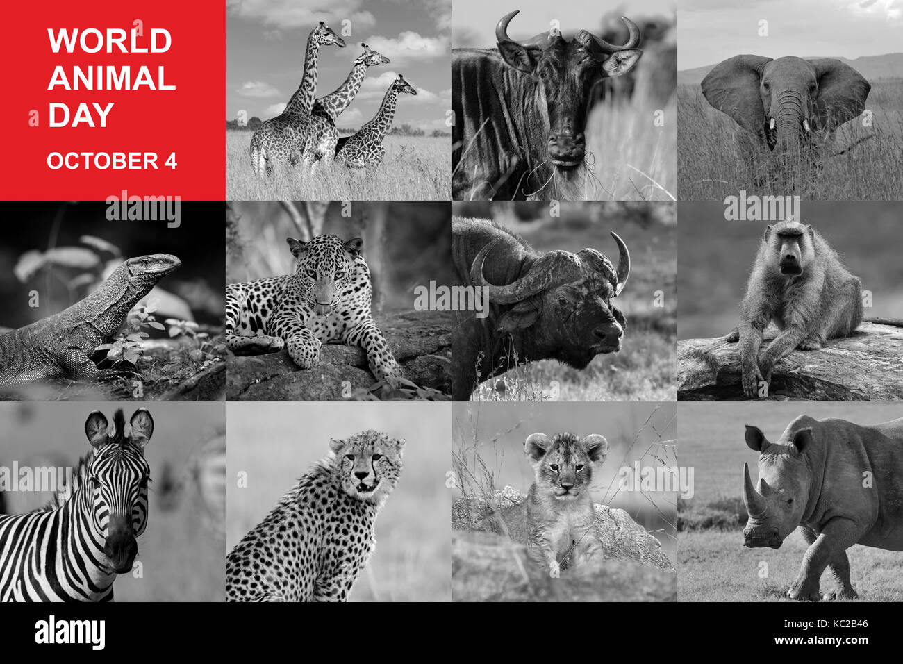 4th October. World animal day Stock Photo - Alamy