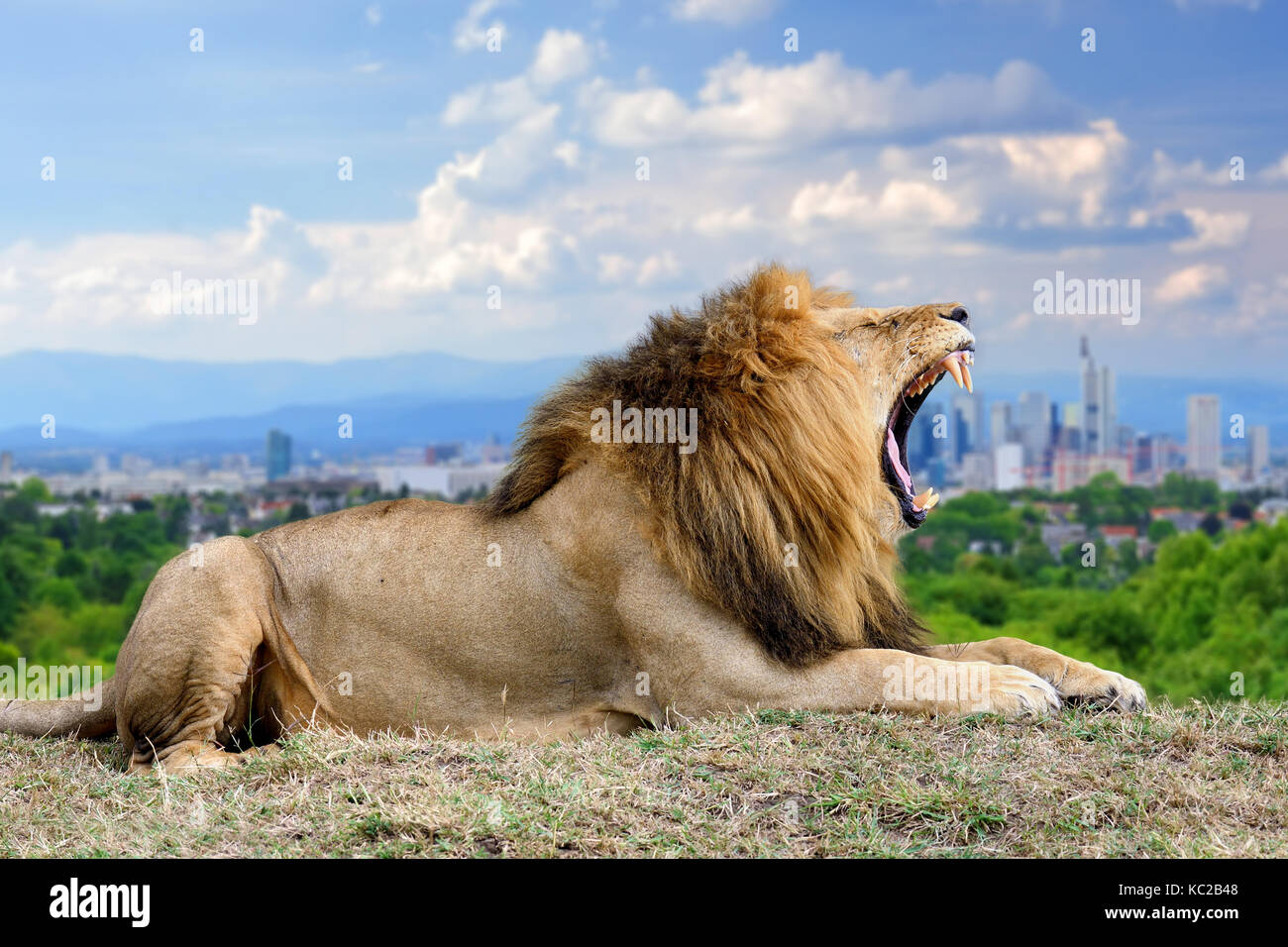 Lonely lion hi-res stock photography and images - Alamy