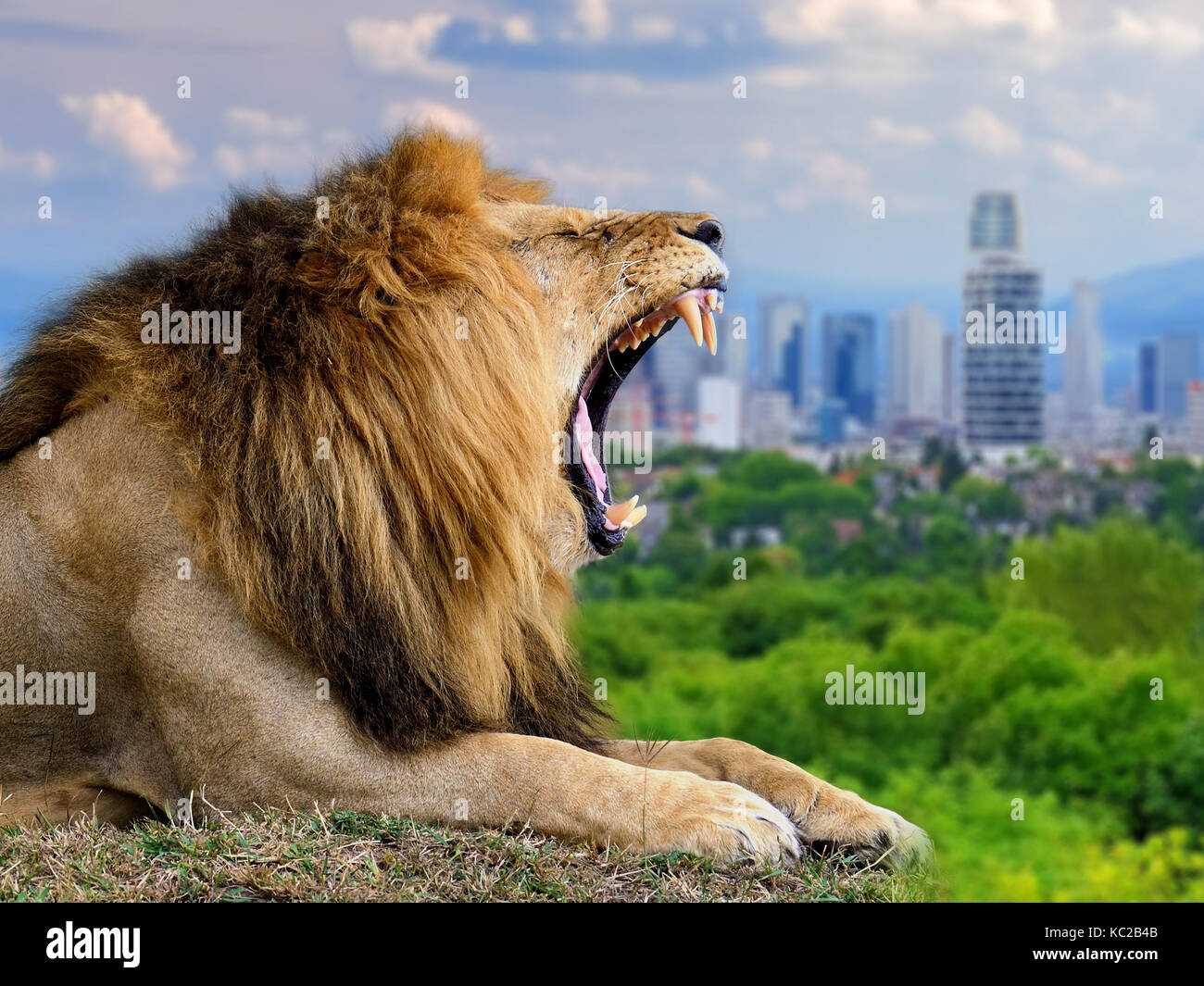 Panoramic view from a lonely lion with the city of on the background ...