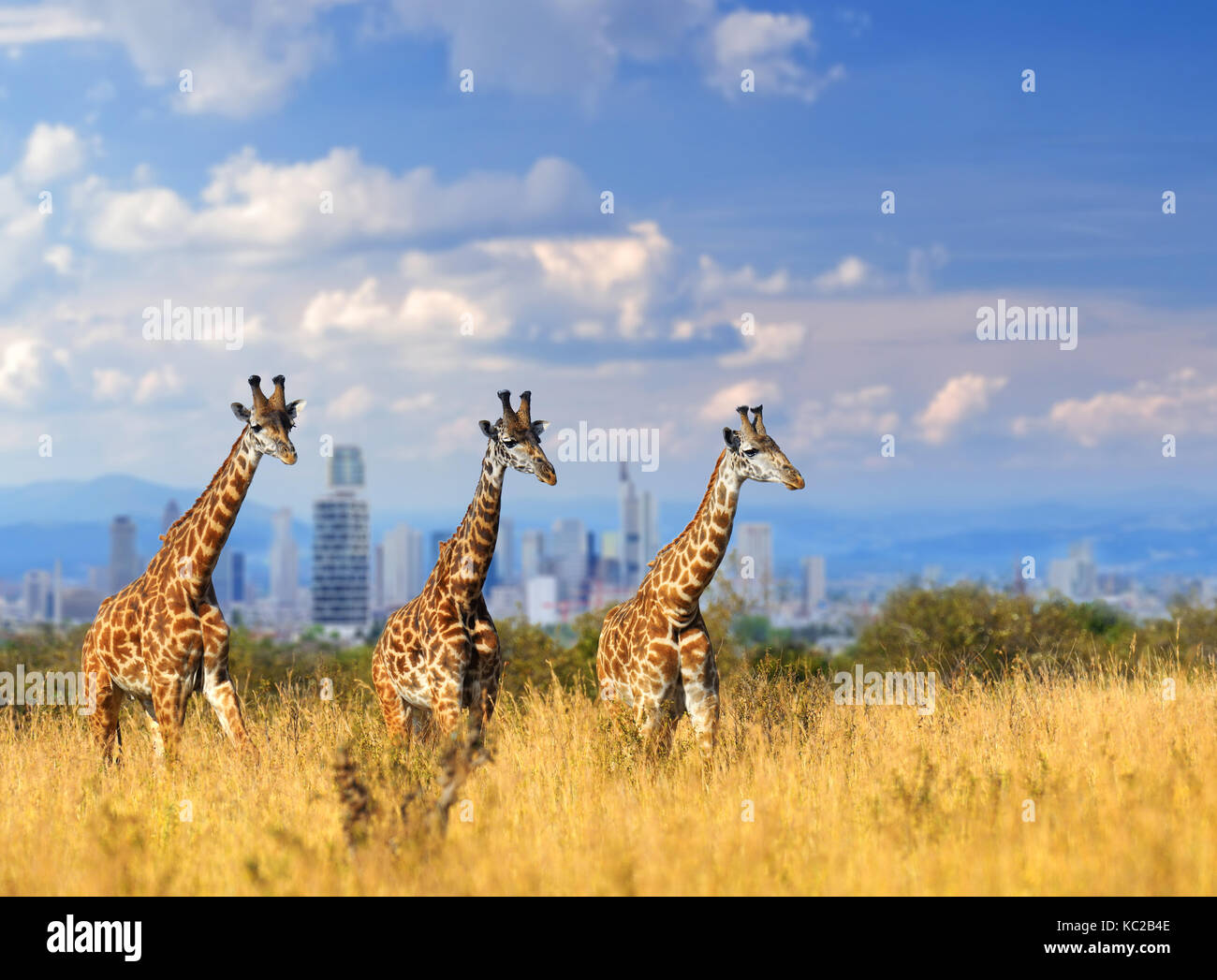 Panoramic view from a three giraffe with the city of on the background ...
