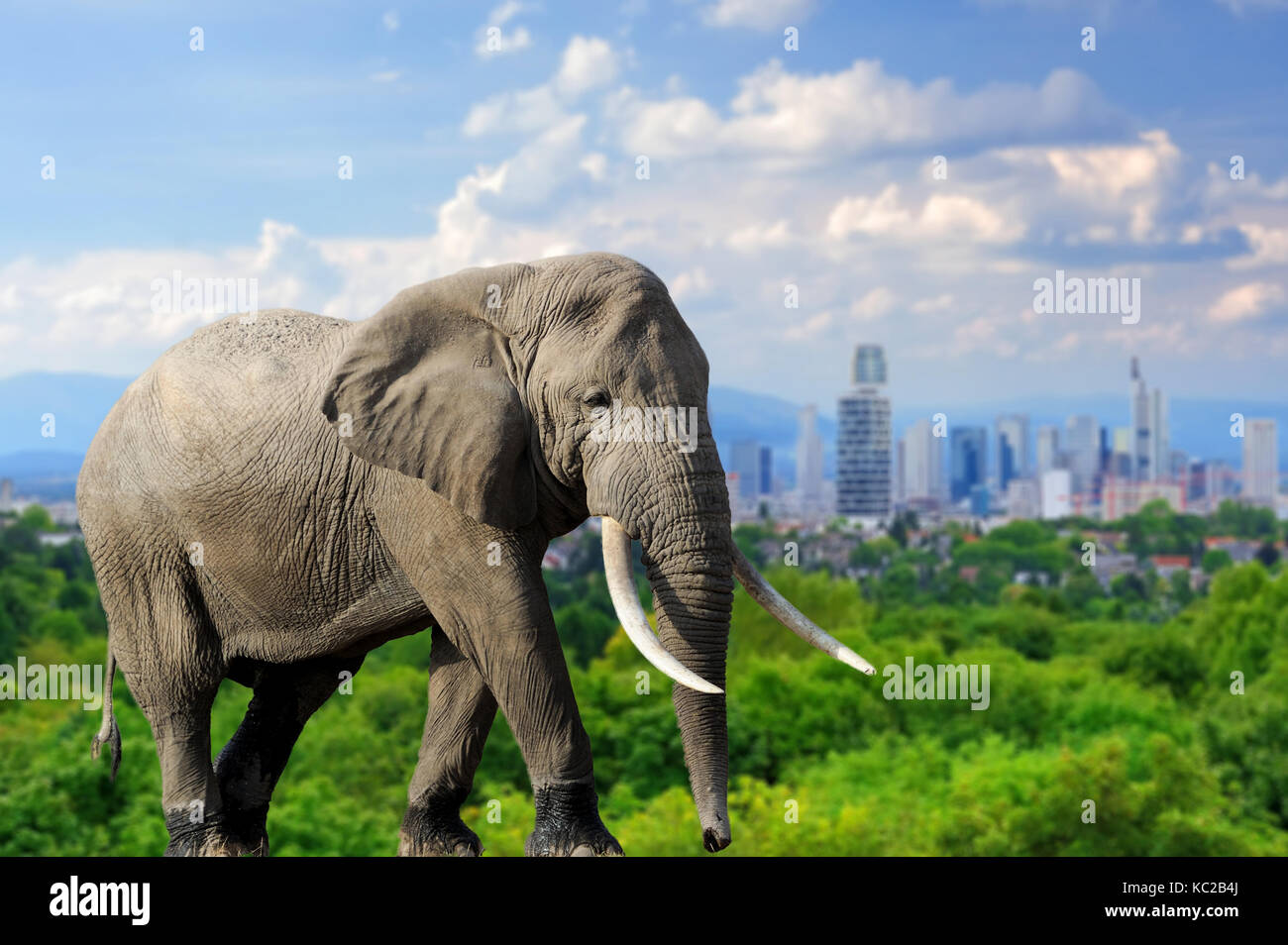 Panoramic view from elephant with the city of on the background Stock ...