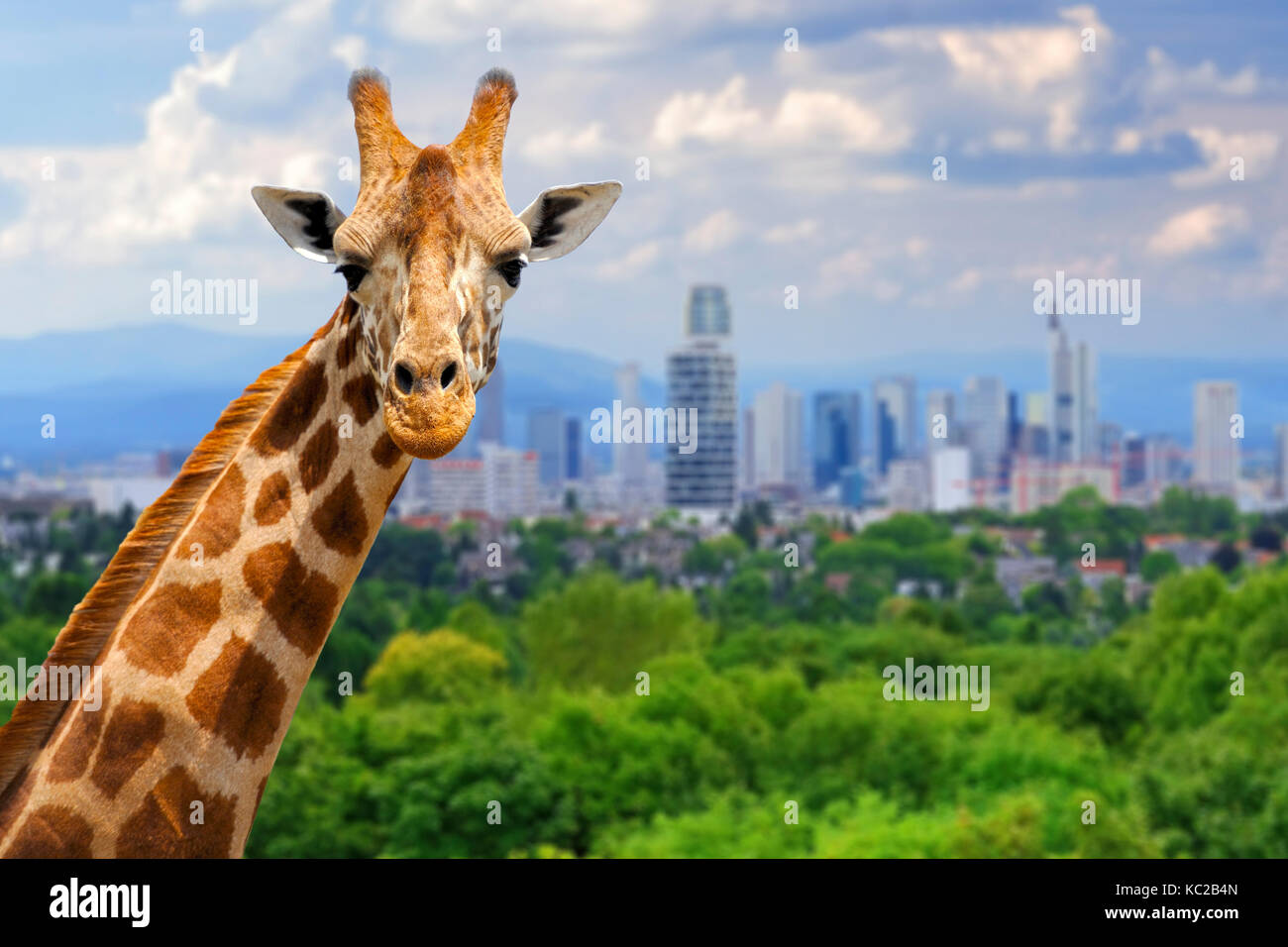Panoramic view from a lonely giraffe with the city of on the background ...