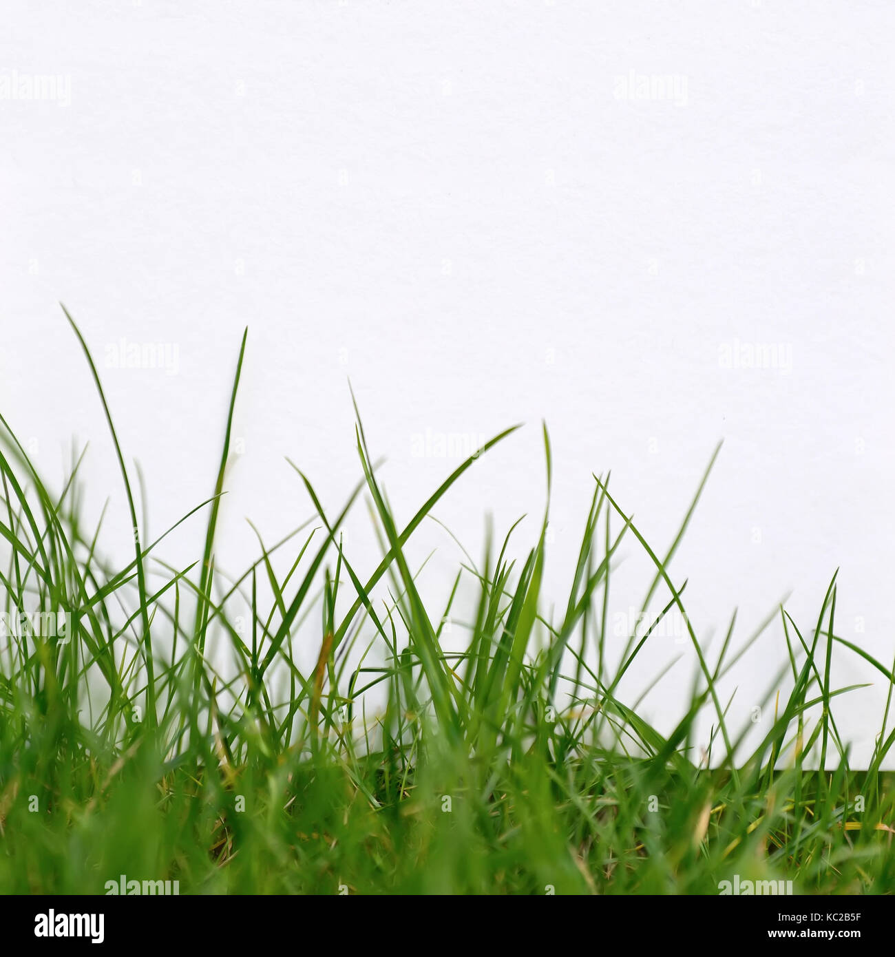 Paper grass texture hi-res stock photography and images - Alamy