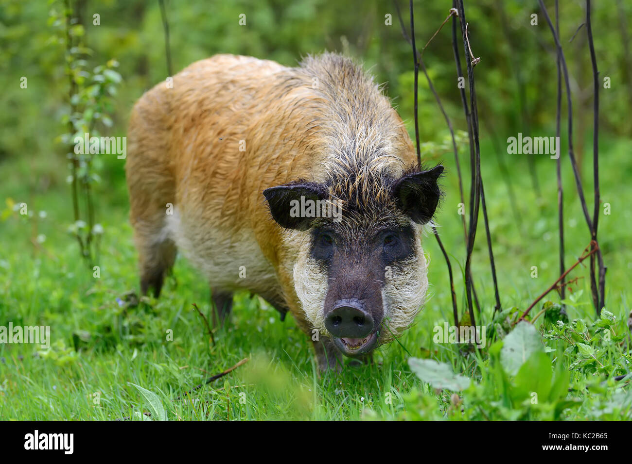 Wild boar on the forest in summer time Stock Photo - Alamy