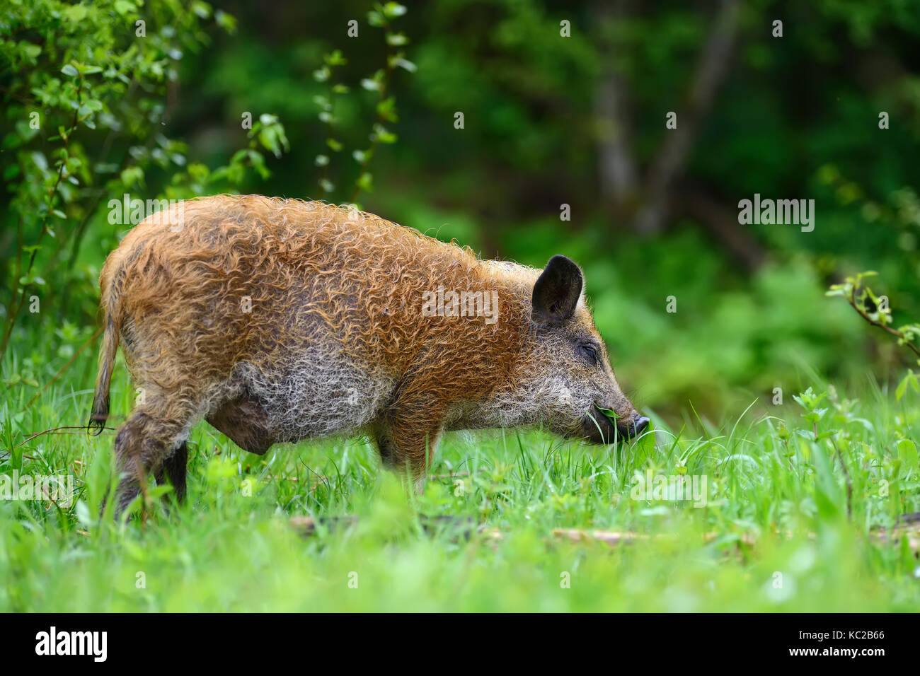 Wild boar on the forest in summer time Stock Photo - Alamy
