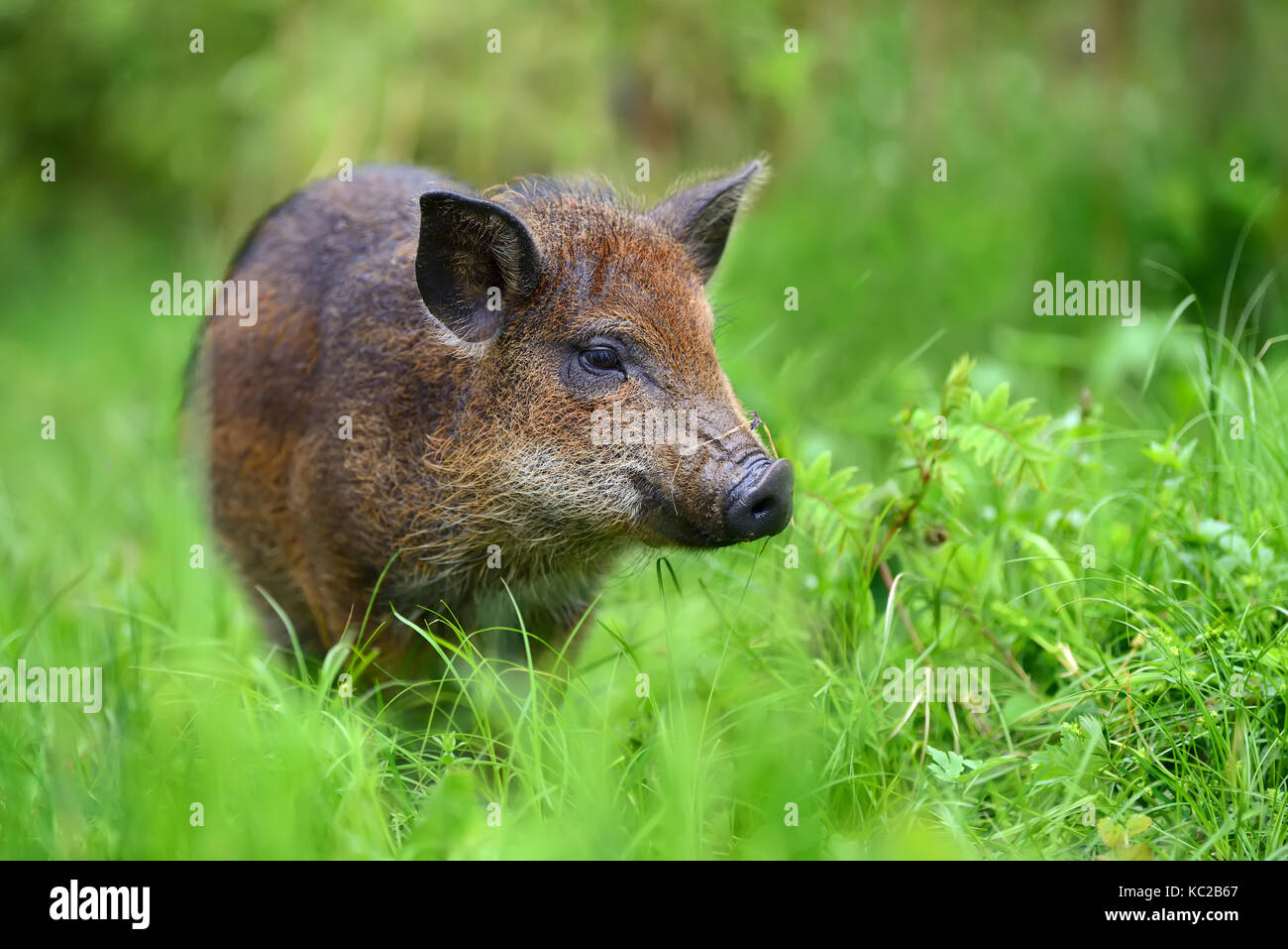 Wild boar on the forest in summer time Stock Photo - Alamy