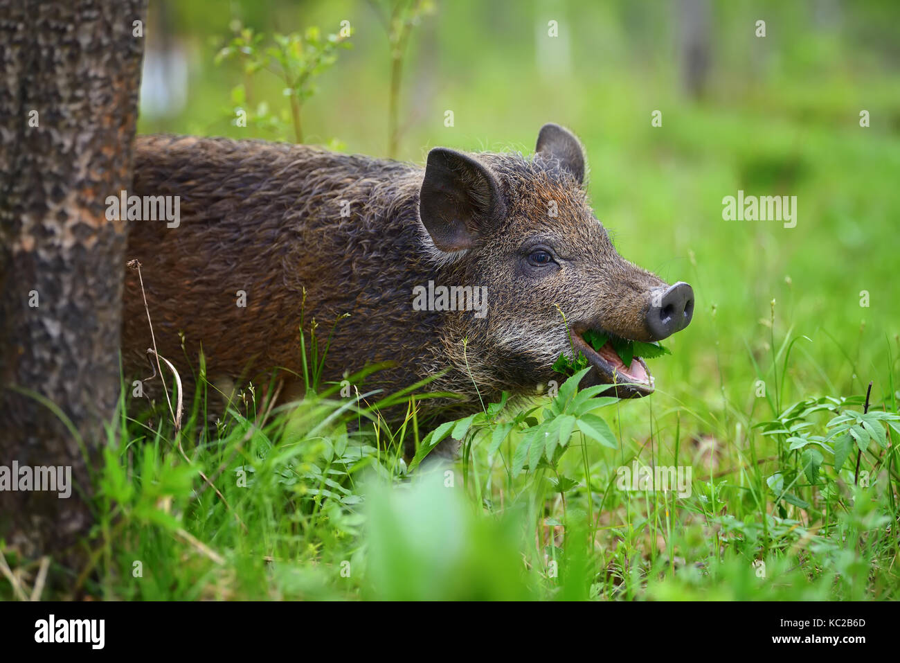 Wild boar on the forest in summer time Stock Photo - Alamy