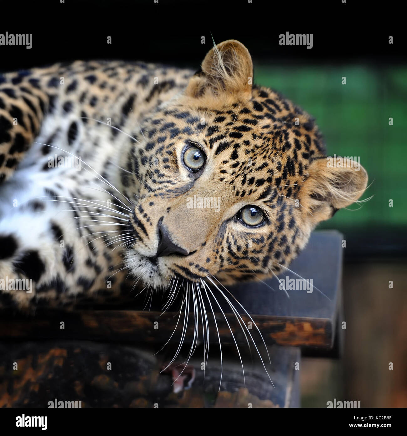 Close up leopard portrait Stock Photo - Alamy