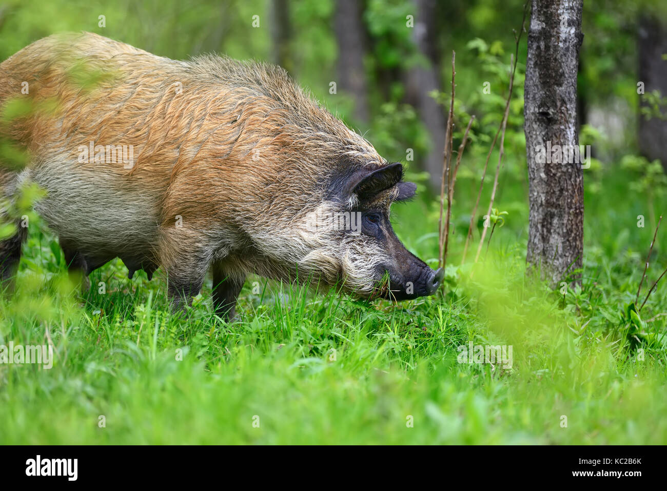 Wild boar on the forest in summer time Stock Photo - Alamy