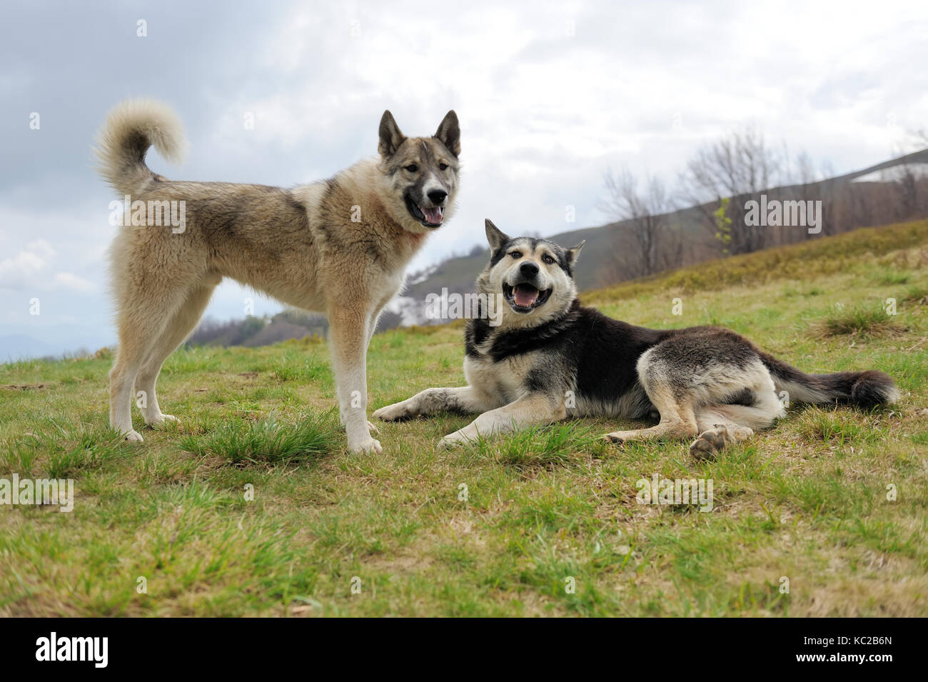 Two mongrel dogs in the nature Stock Photo - Alamy