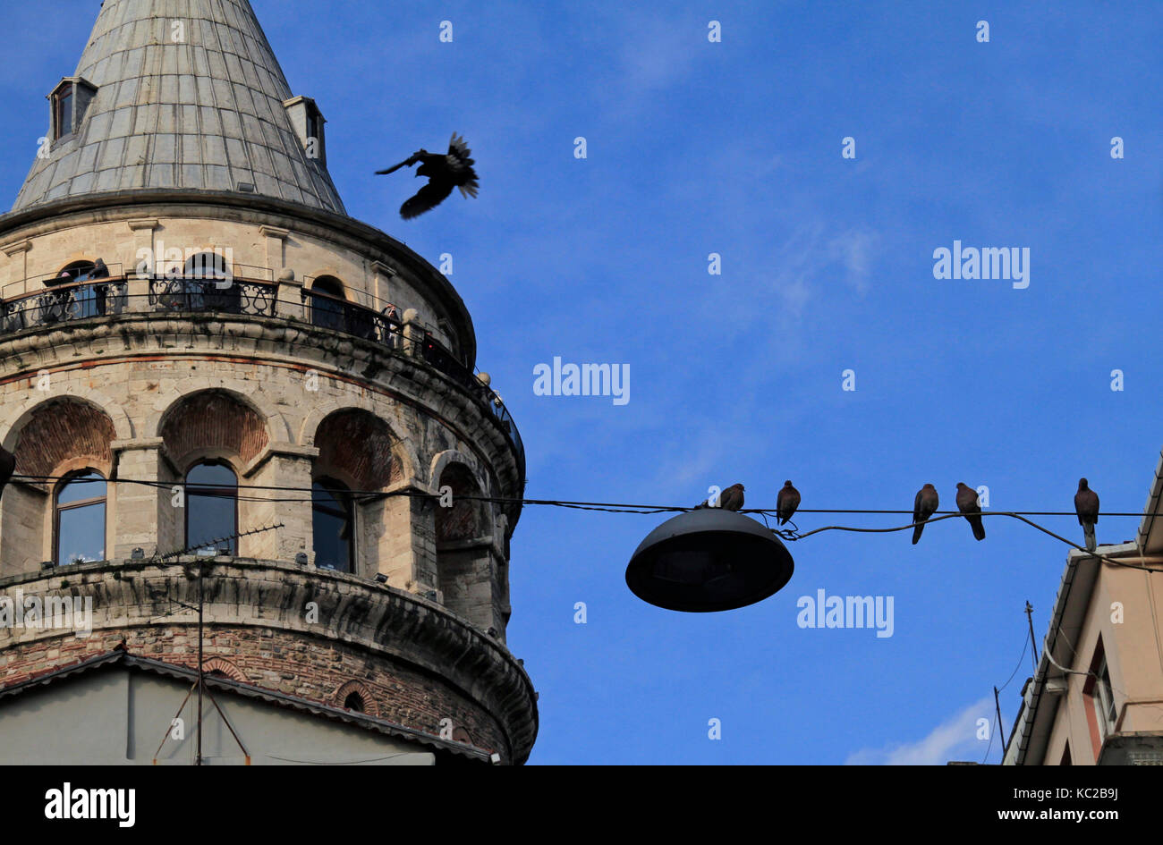 Pigeons istanbul turkey hi-res stock photography and images - Alamy