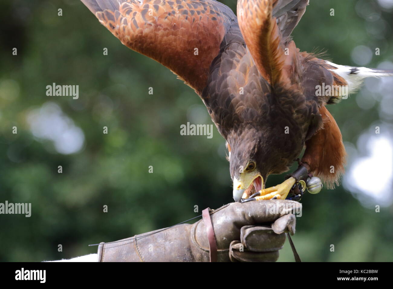 H is for Hawk: Feeding time! Harris hawk at the Walworth Castle Bird of ...