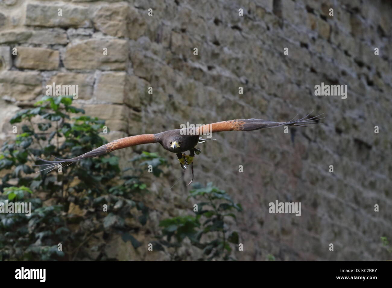 Flying birds near castle hi-res stock photography and images - Alamy