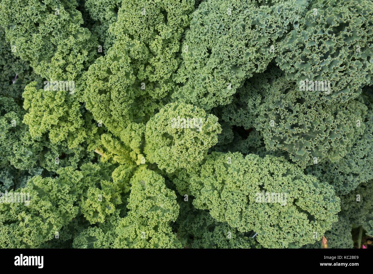 Growing green food hi-res stock photography and images - Alamy