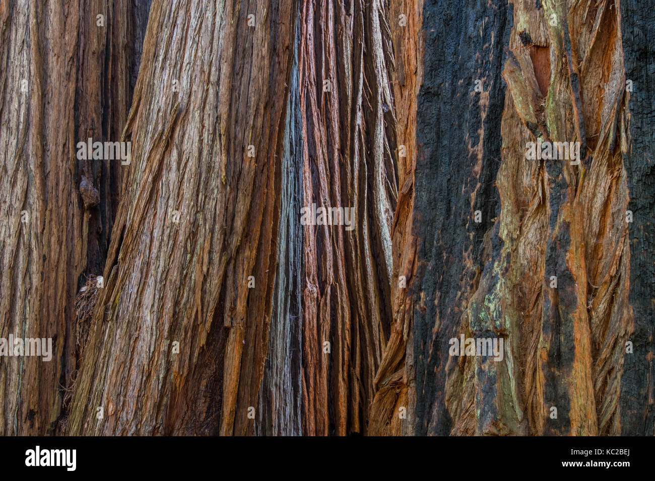Bark of Redwood Tree Close Up background image Stock Photo - Alamy