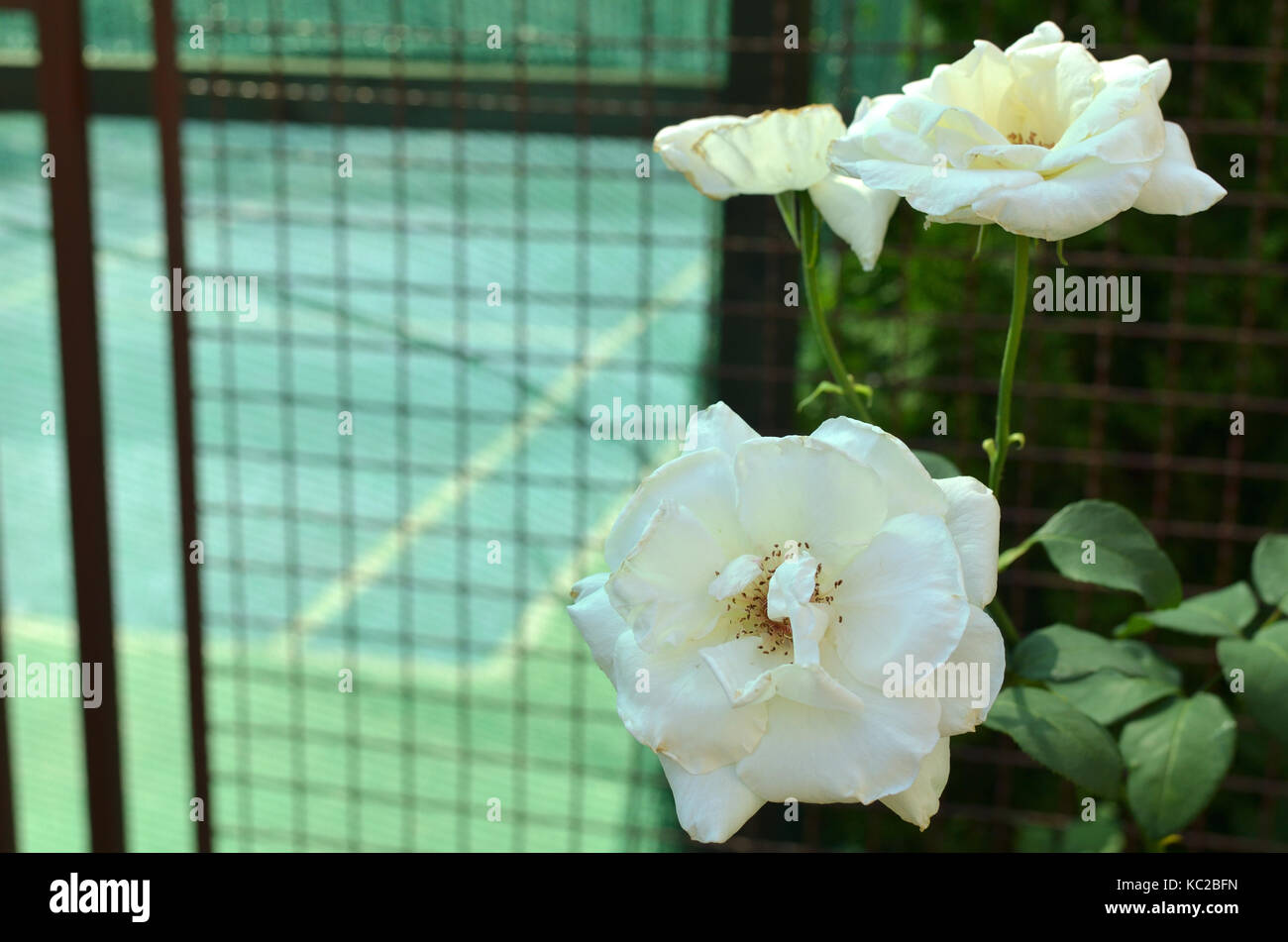 White roses in blossom with a part of a tennis court behind Stock Photo ...