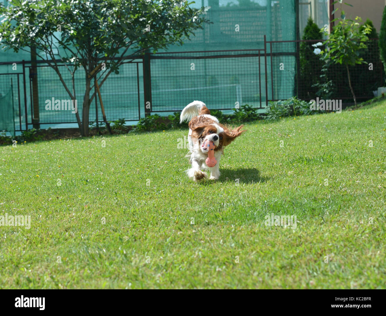Joyful dog - Cavalier King Charles Spaniel - playing with her toy on a ...