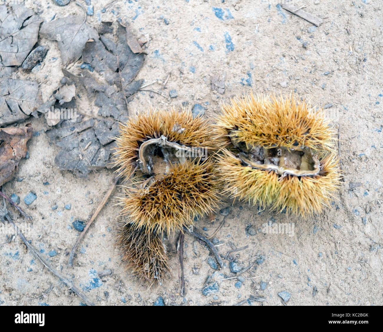 Chestnuts burr hi-res stock photography and images - Alamy