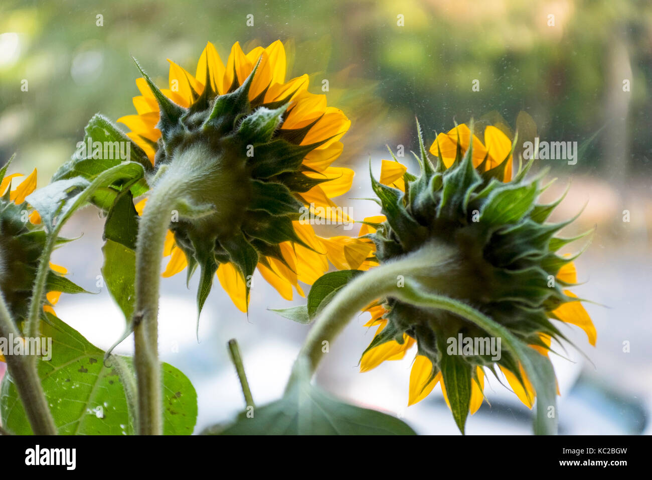 Sunflowers by the window Stock Photo - Alamy
