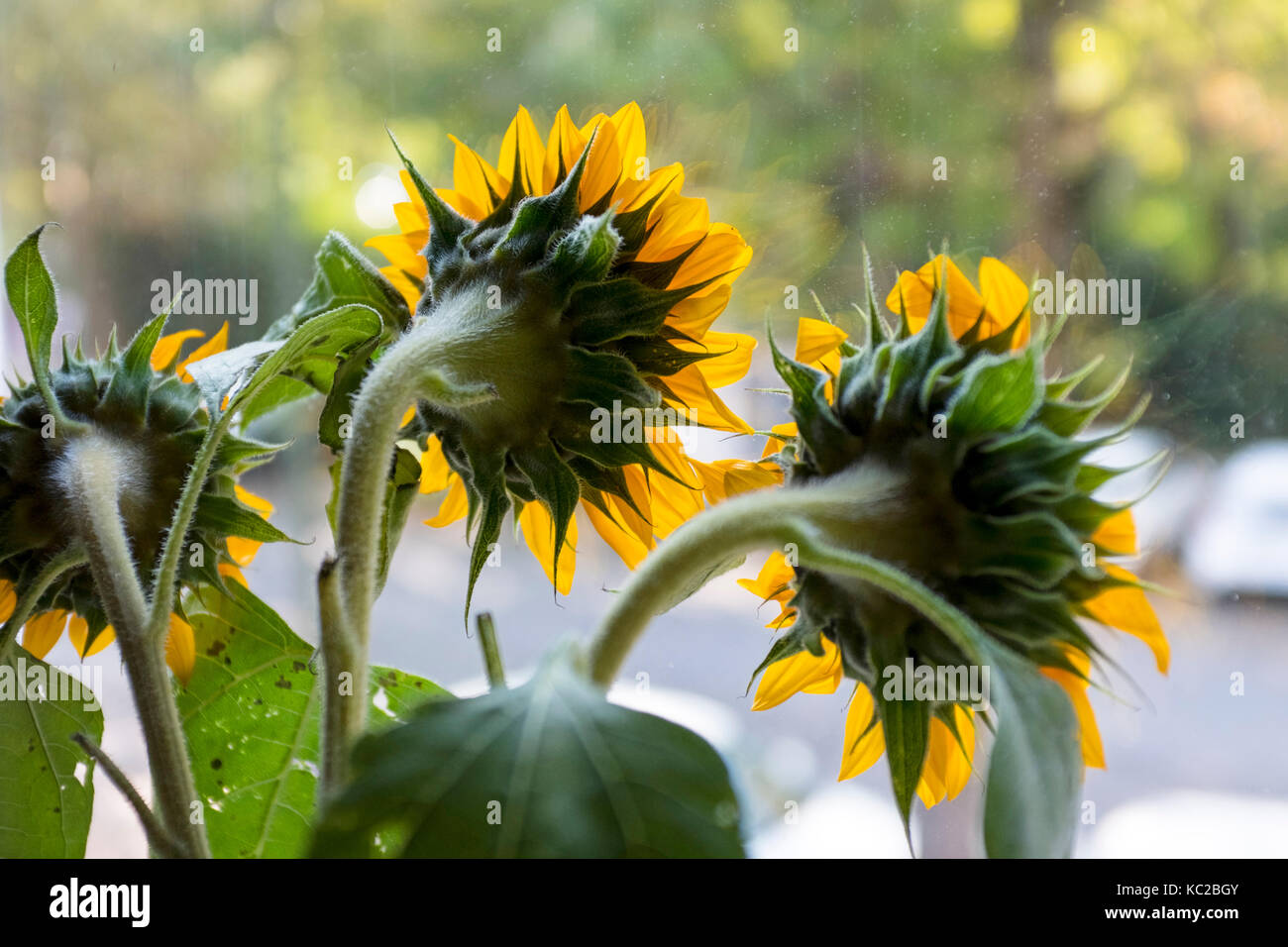 Sunflowers by the window Stock Photo - Alamy