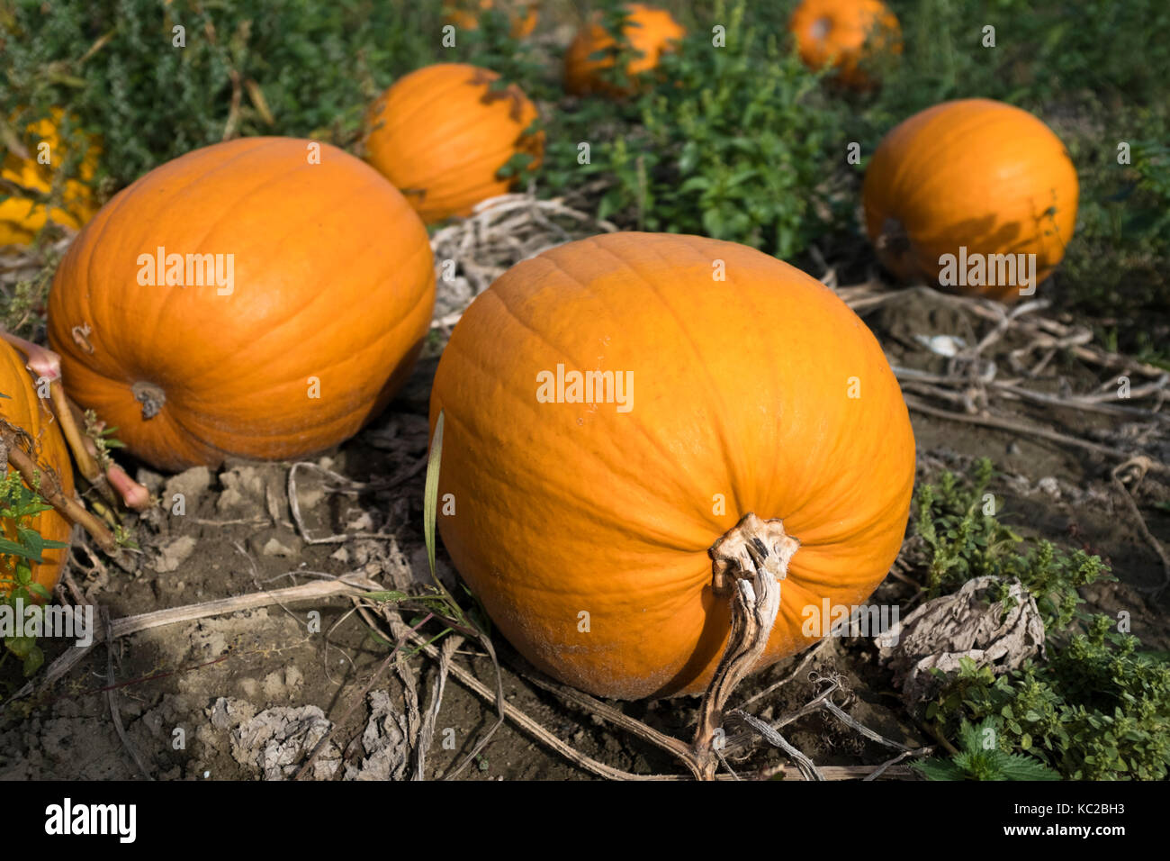 Pumpkins in a field Stock Photo - Alamy
