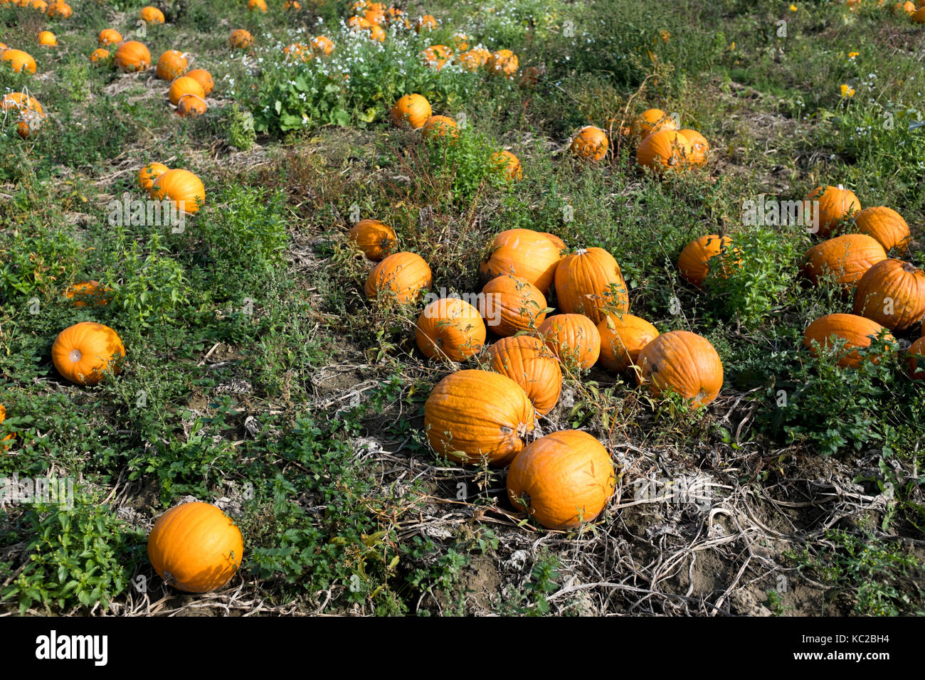 Pumpkins in a field Stock Photo - Alamy