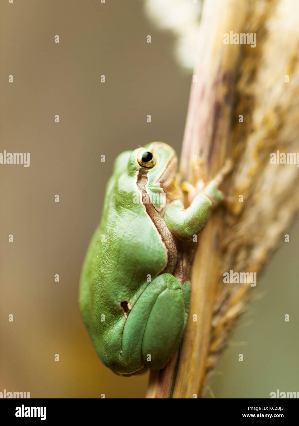 Common tree frog climbing up the reed Hyla arborea Stock Photo - Alamy