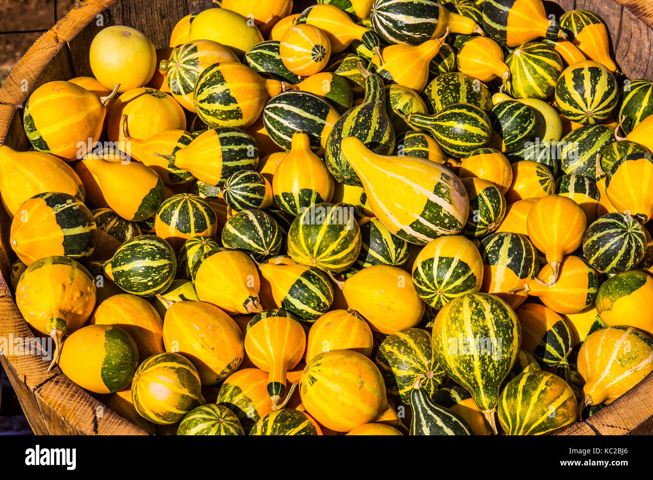 Green & Yellow Halloween Squash Stock Photo - Alamy