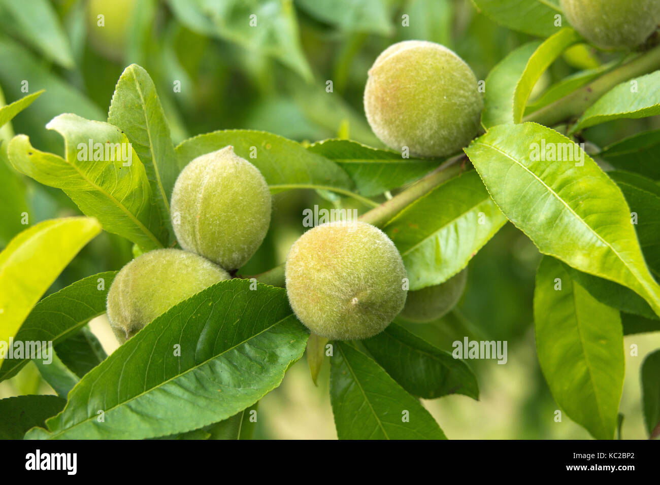 Peaches hanging on a tree Stock Photo - Alamy