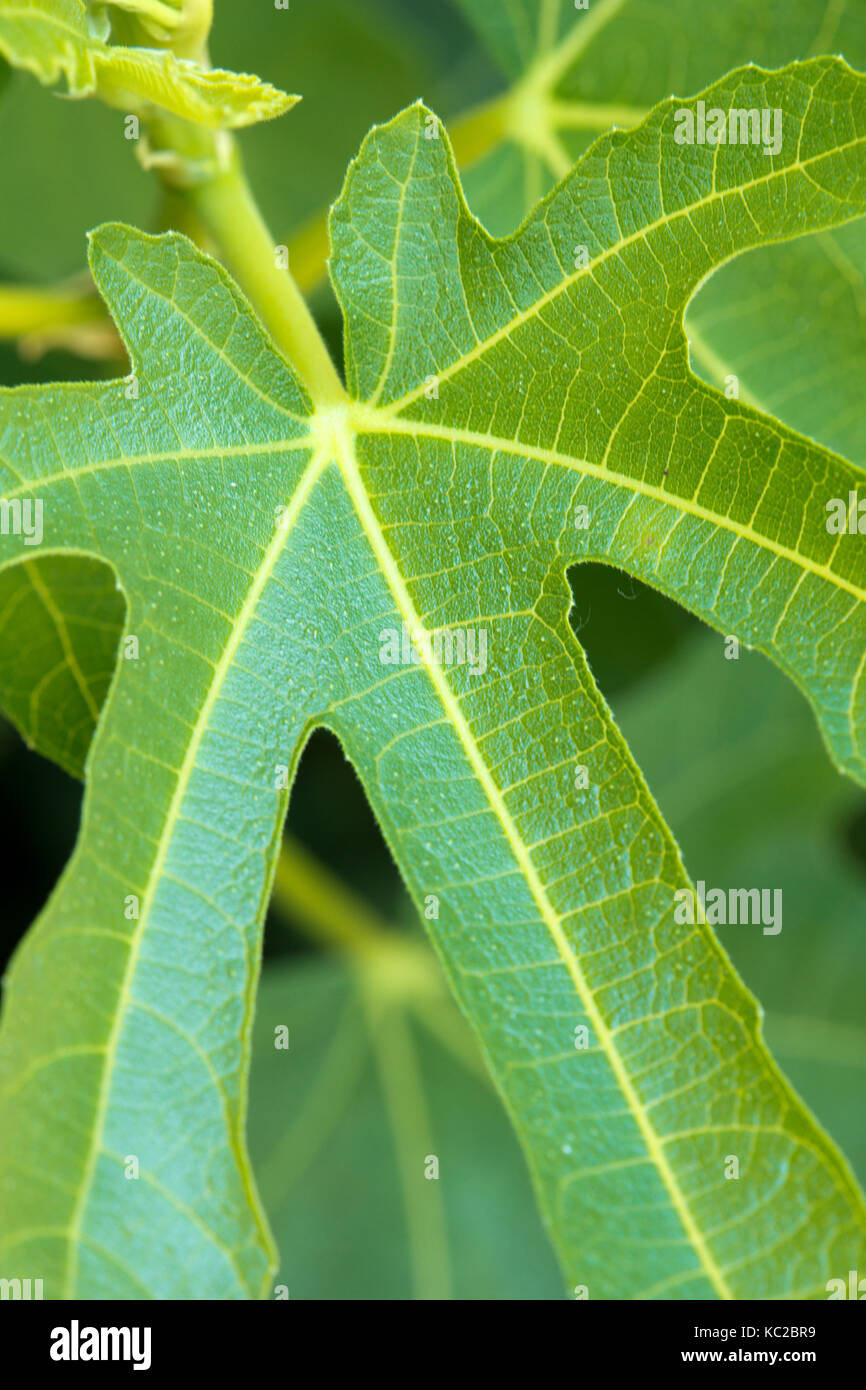 Calimyrna Fig Tree