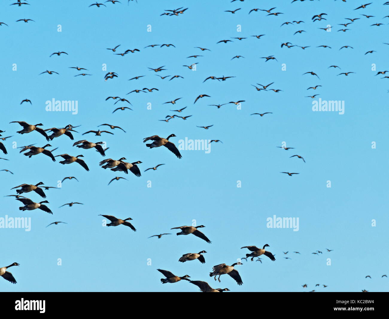 Quebec,Canada.Canada Geese fall migration Stock Photo - Alamy