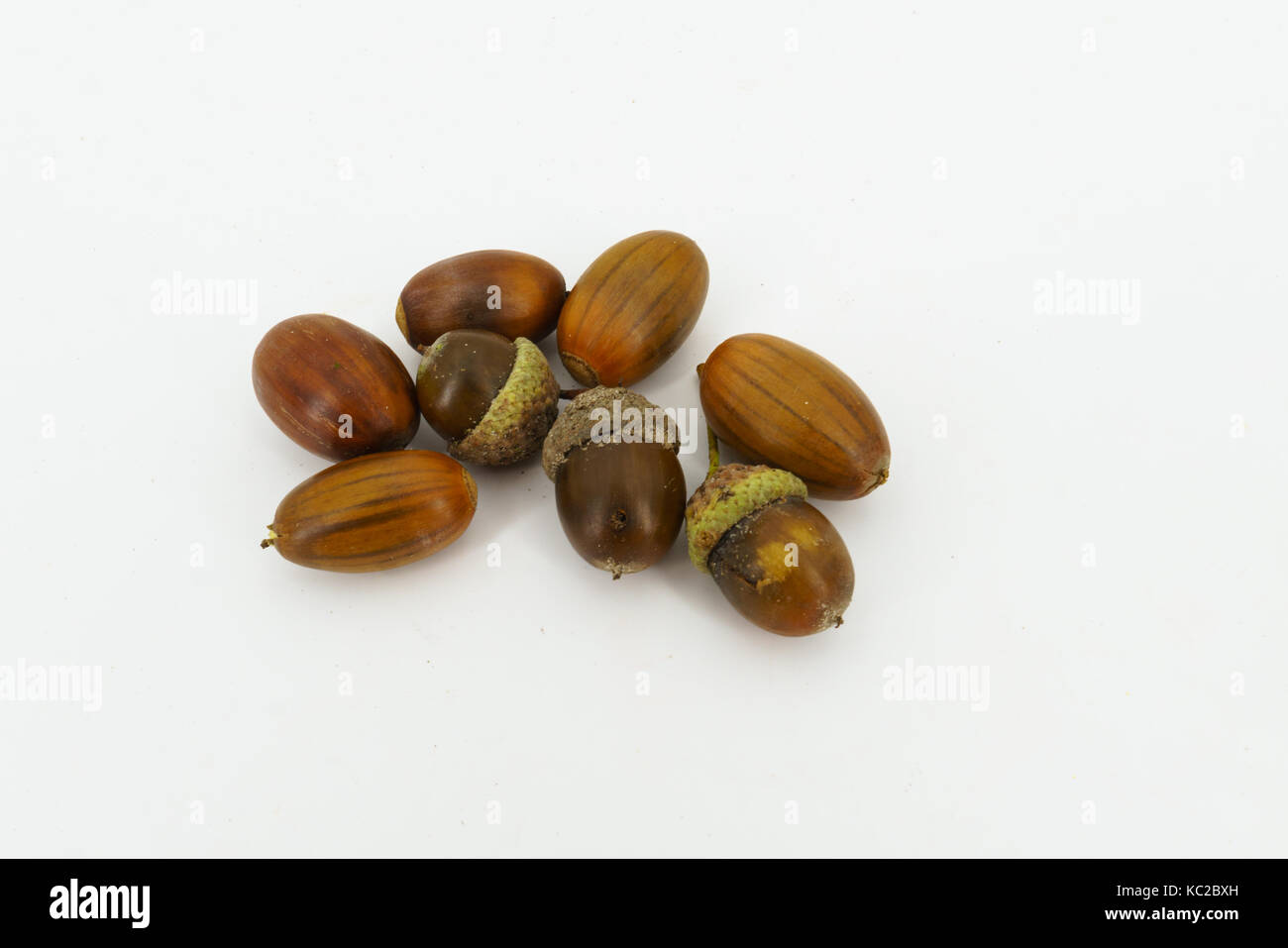 group of acorns isolated on white background Stock Photo - Alamy