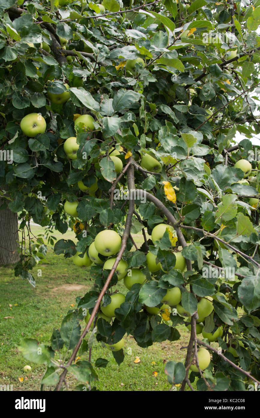 Riping hi-res stock photography and images - Alamy