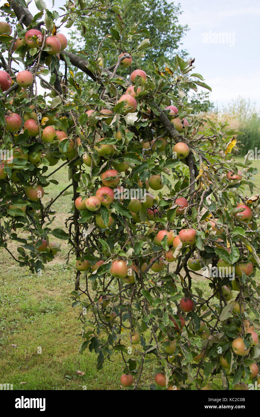 Riping hi-res stock photography and images - Alamy