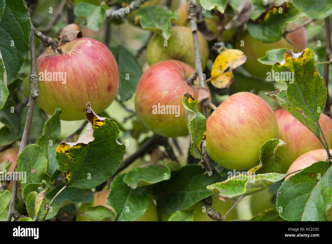 Riping hi-res stock photography and images - Alamy