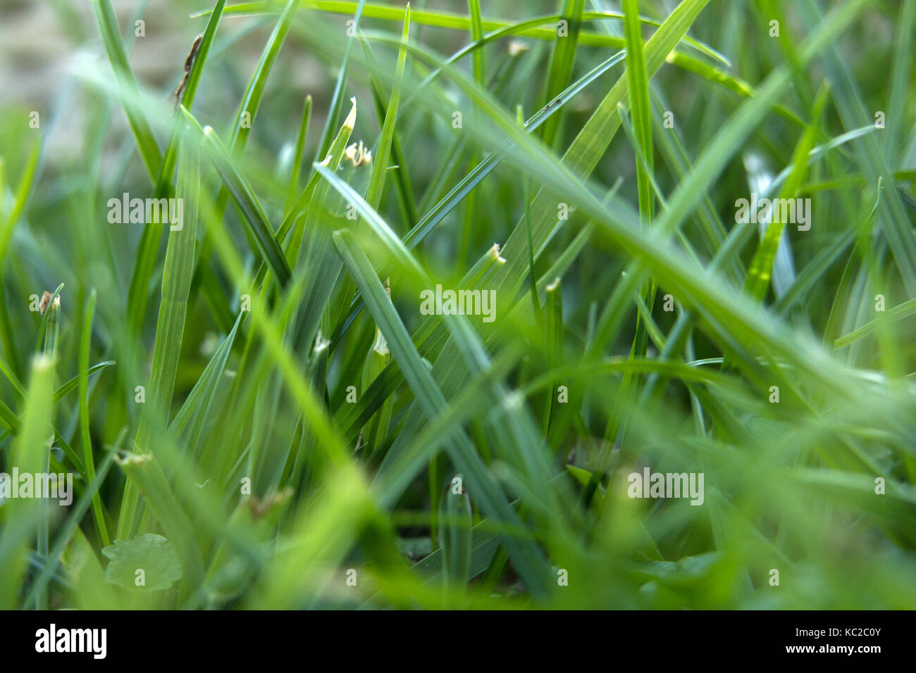 Background of a close-up of grass Stock Photo - Alamy