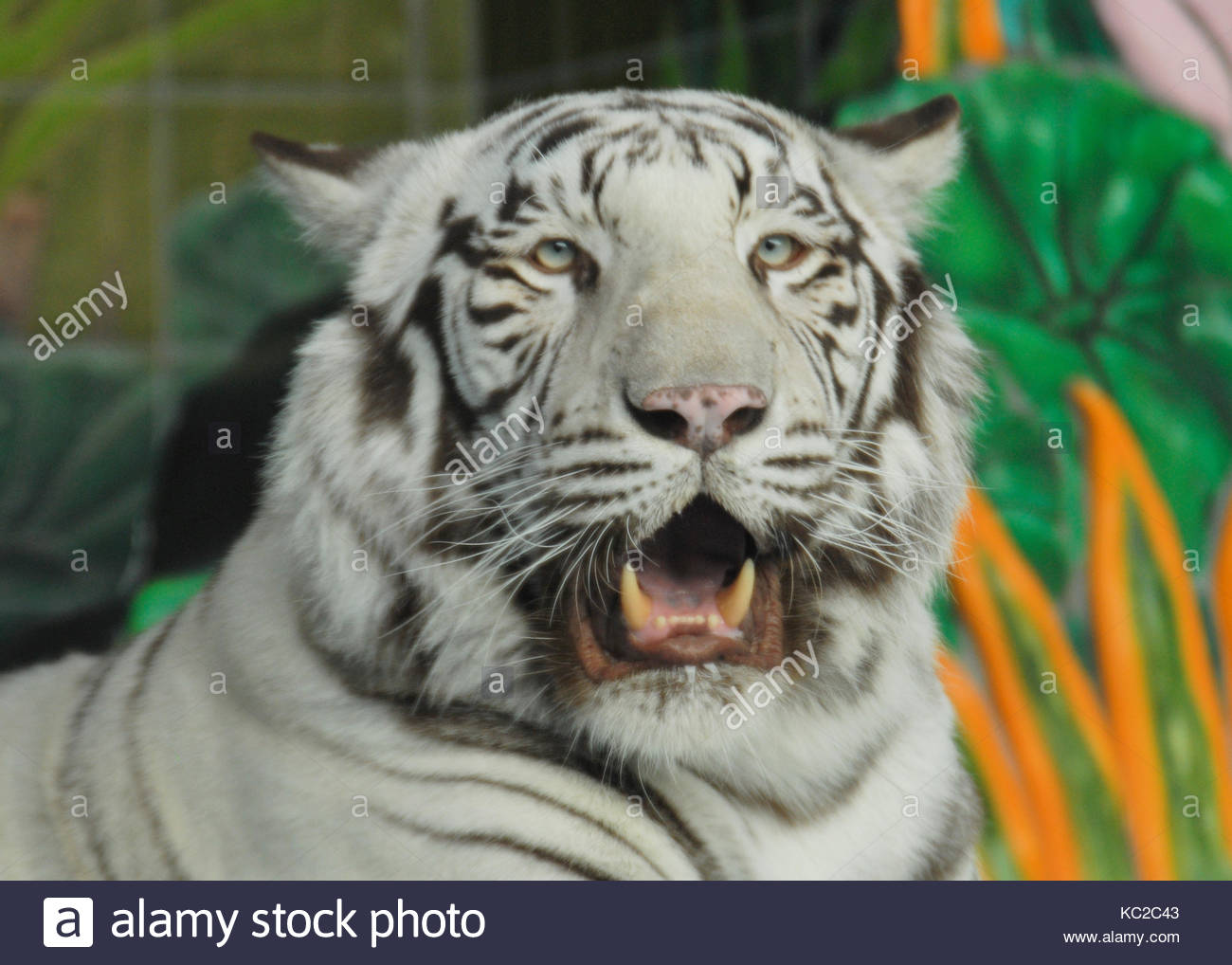 Siegfried And Roy And Tiger Stock Photos & Siegfried And Roy And Tiger ...